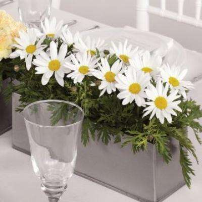 Daisy Wedding Flowers | Arabia Weddings